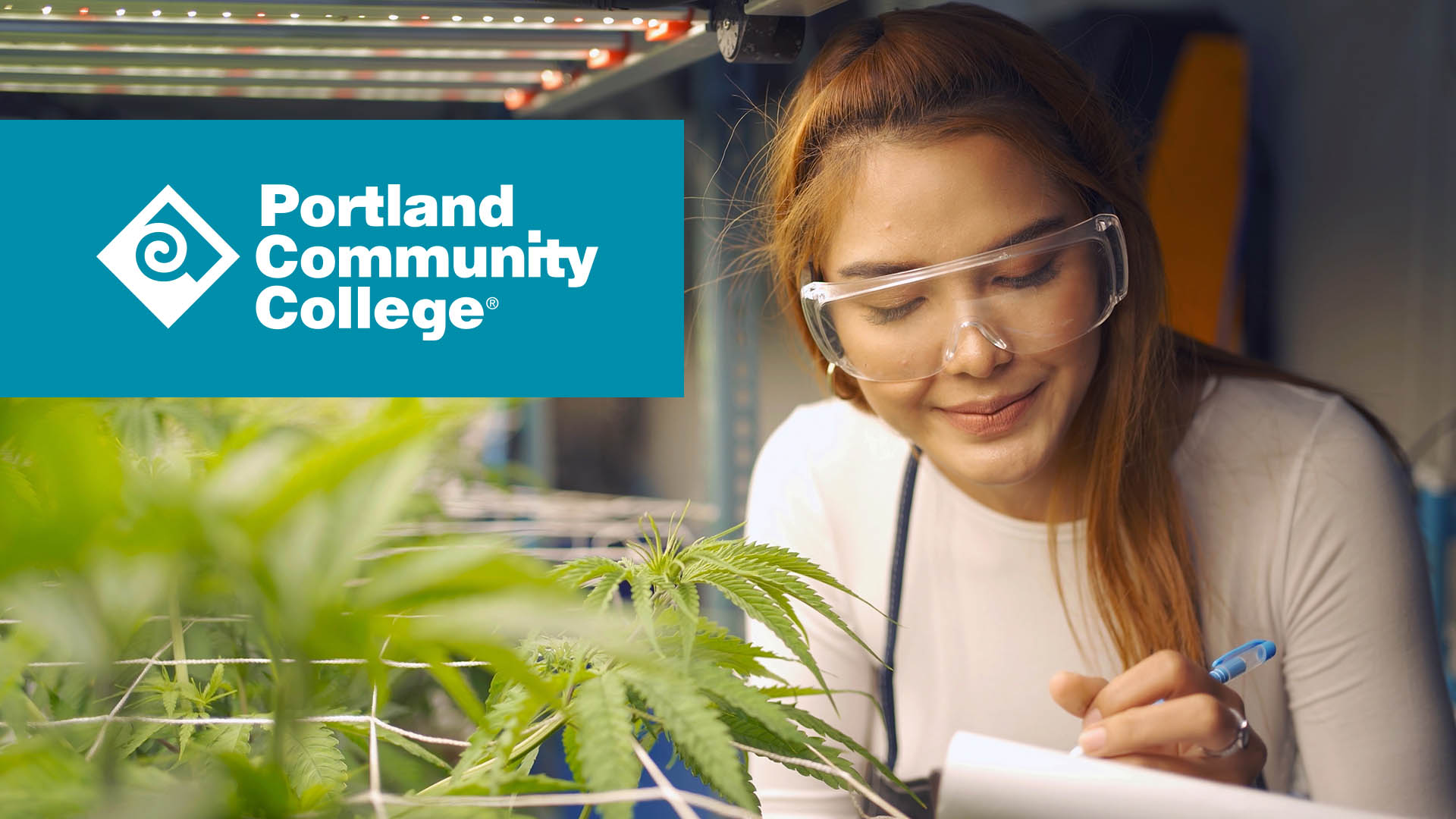 Careers in Cannabis Partnership - Cannabis Studies - Portland Community ...